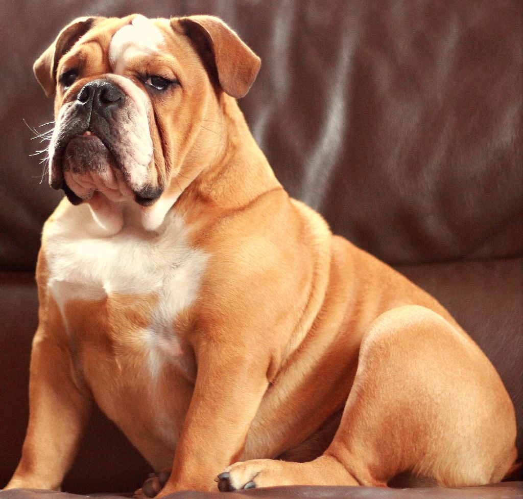 Photo - Burberry Bulls - eleveur de chiens Bulldog Anglais LOF
