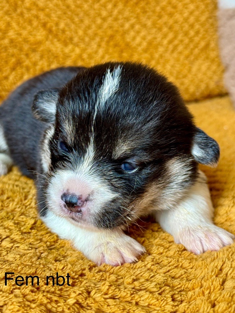 Chiots de la race Welsh Corgi Pembroke disponibles sur chiots-de-france