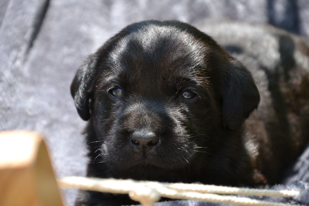 Chiot Labrador Retriever - Collier Olive Ki Kalonek