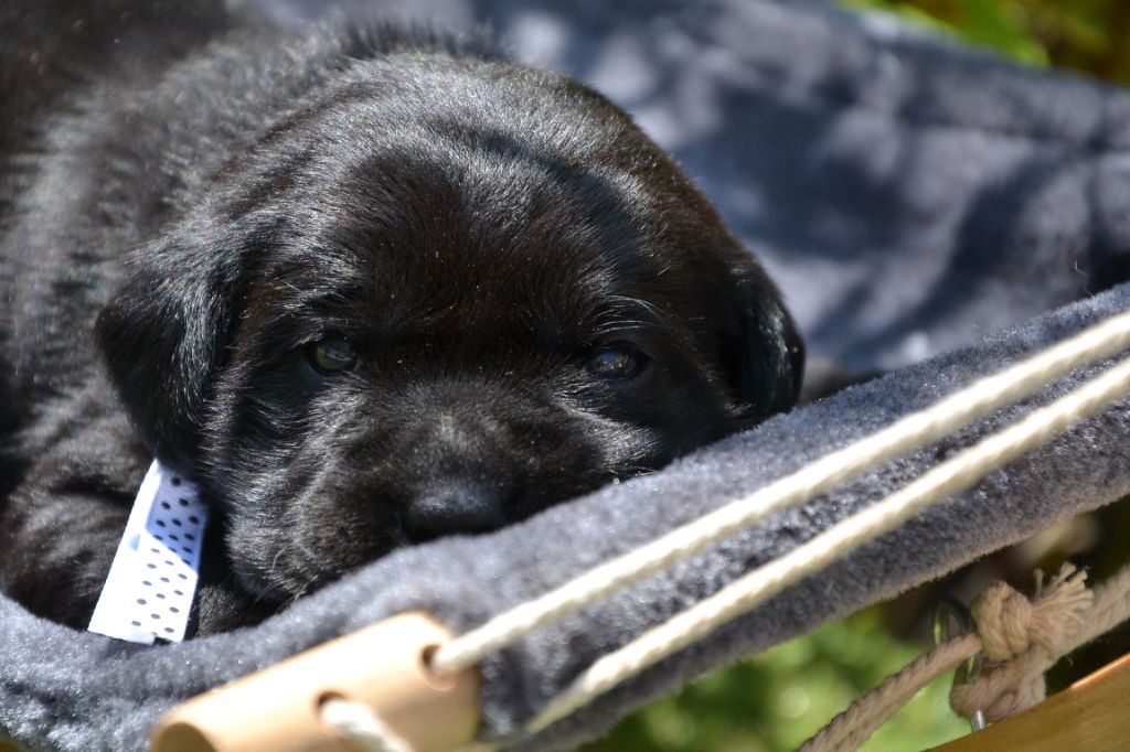 Chiot Labrador Retriever - Collier Blanc Ki Kalonek