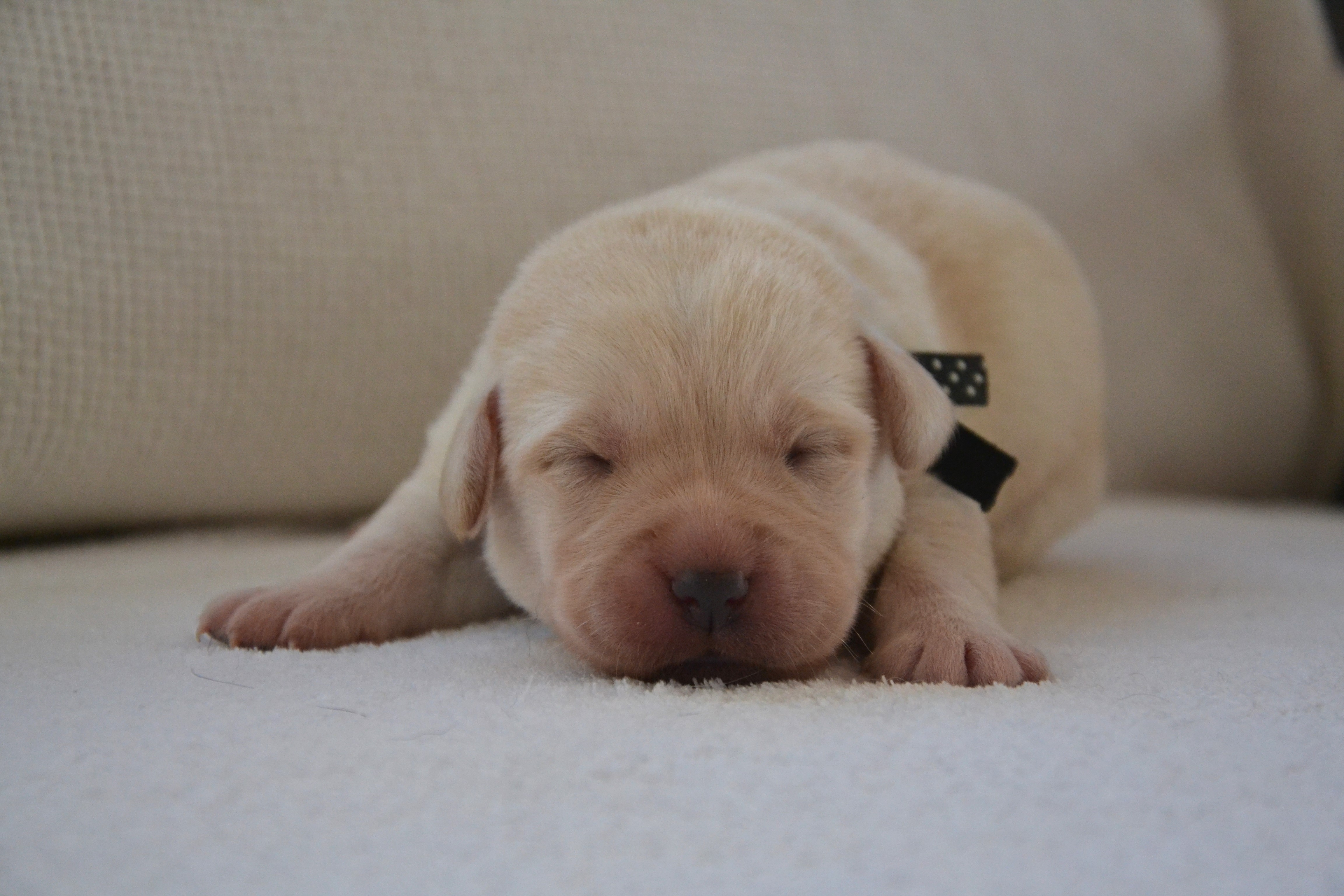 Chiot Labrador Retriever - Collier noir Ki Kalonek