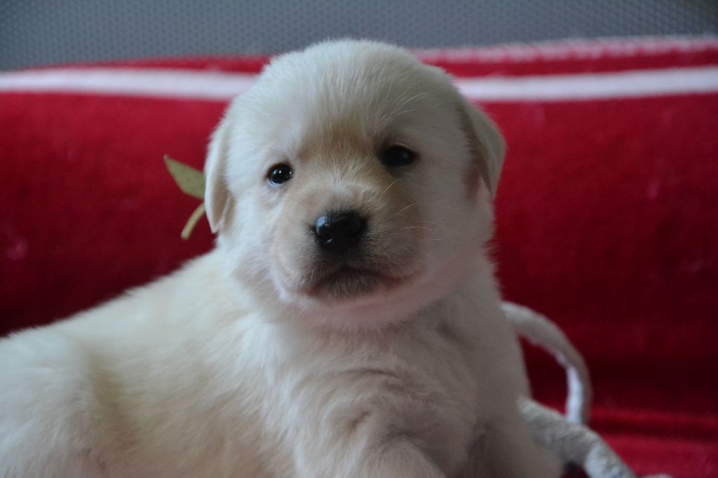 Chiot Labrador Retriever - Collier olive Ki Kalonek
