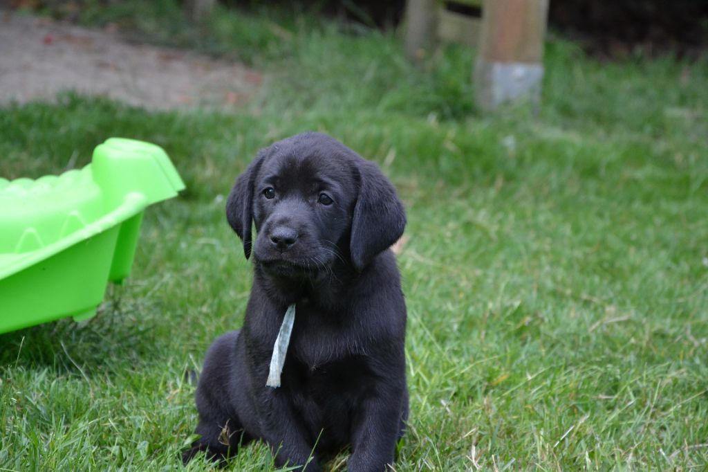Chiot Labrador Retriever - Collier Bleu Ki Kalonek
