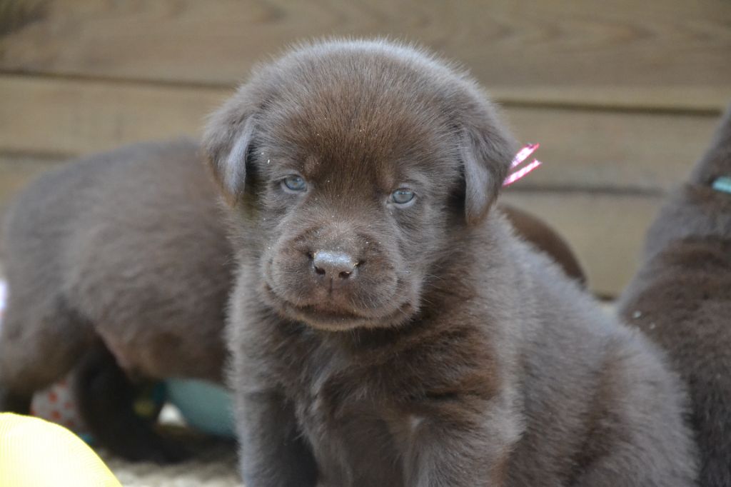 Chiot Labrador Retriever - Collier Rouge Ki Kalonek