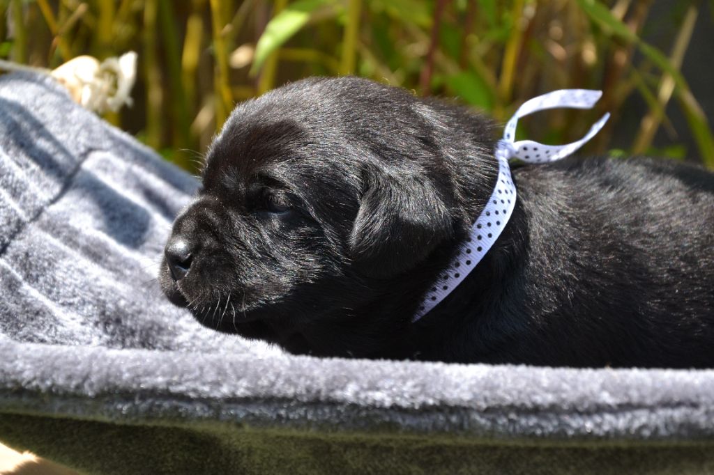 Chiot Labrador Retriever - Collier Blanc Ki Kalonek