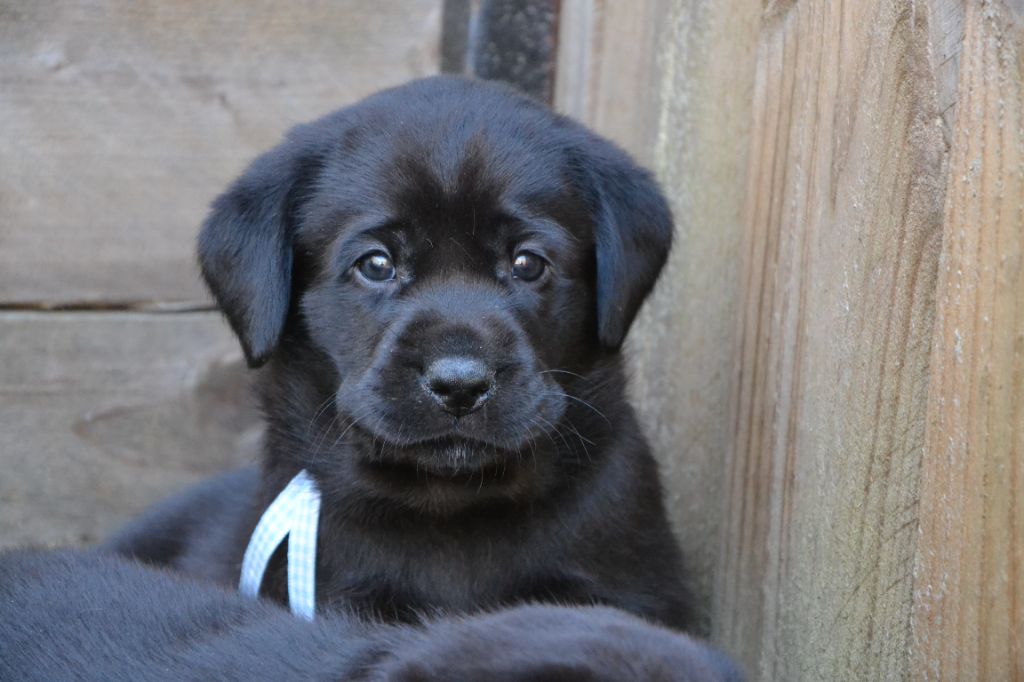 Chiot Labrador Retriever - Collier Bleu Ki Kalonek