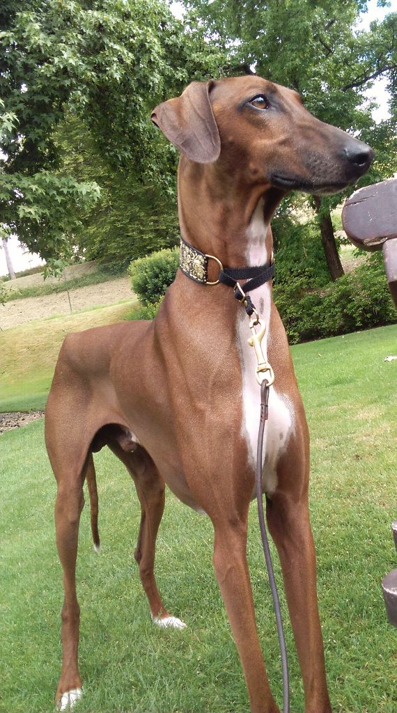 Photo - Elevage De La Féline Créole - eleveur de chiens Azawakh