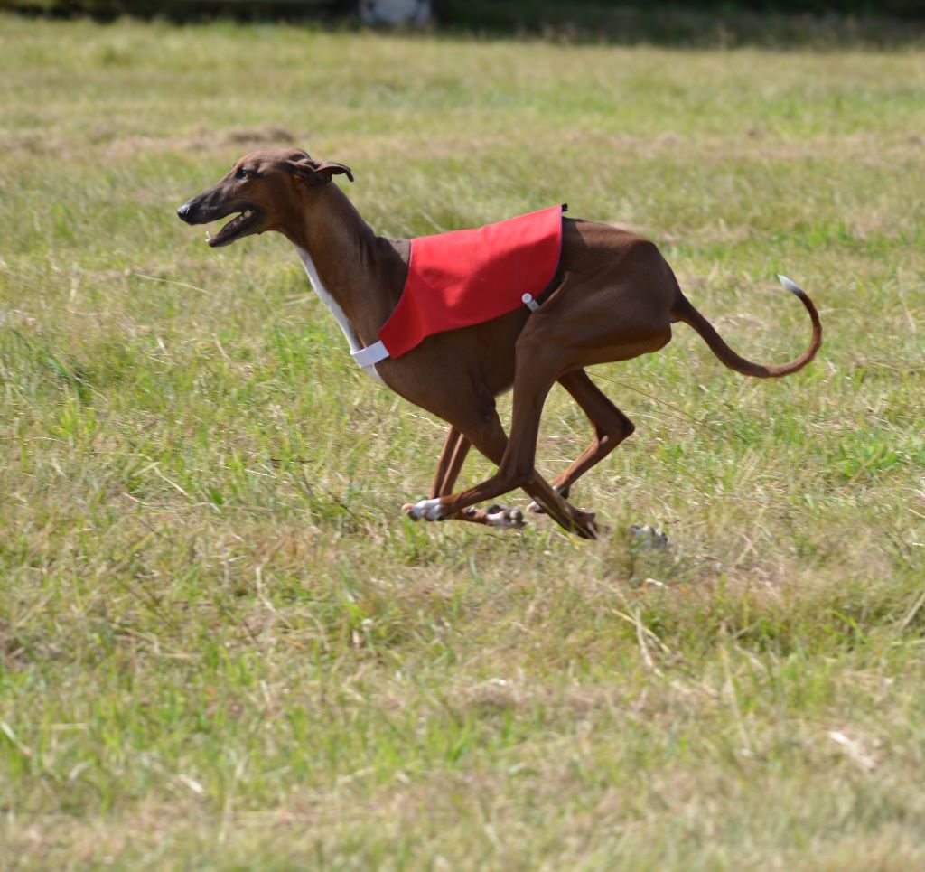Photo - Elevage De La Féline Créole - eleveur de chiens Azawakh