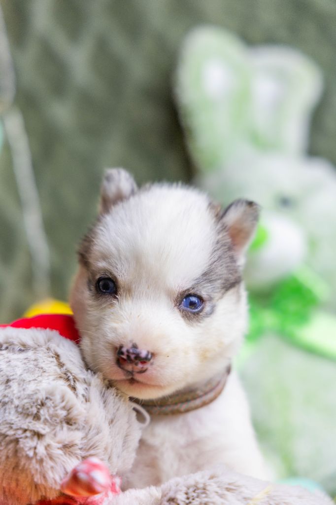 Chiot Siberian Husky - CHIOT 2 VERONE collier parme rose Pinto Grise ...