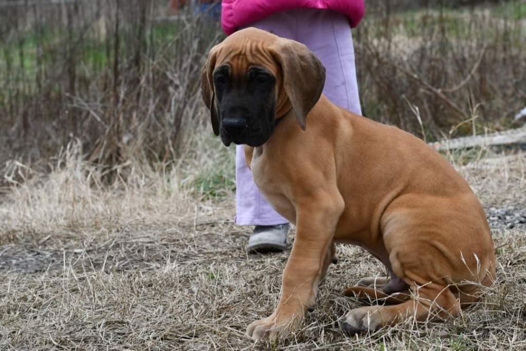 Chiot Dogue allemand - CHIOT 2 du mourre d'agnies