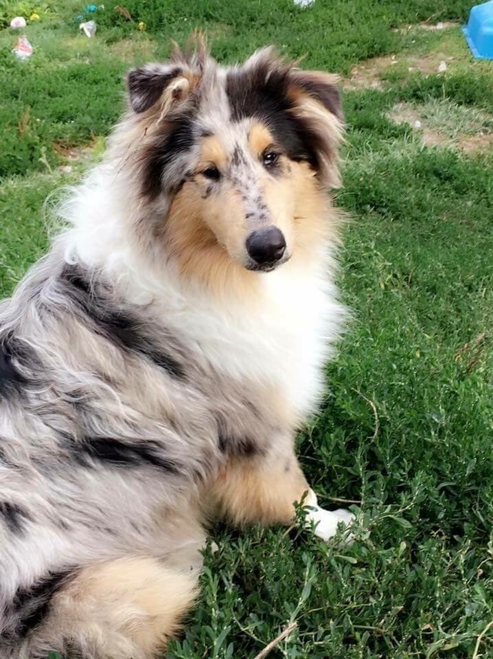 Chien Colley à poil long Nice blue angel des marecages du Prince