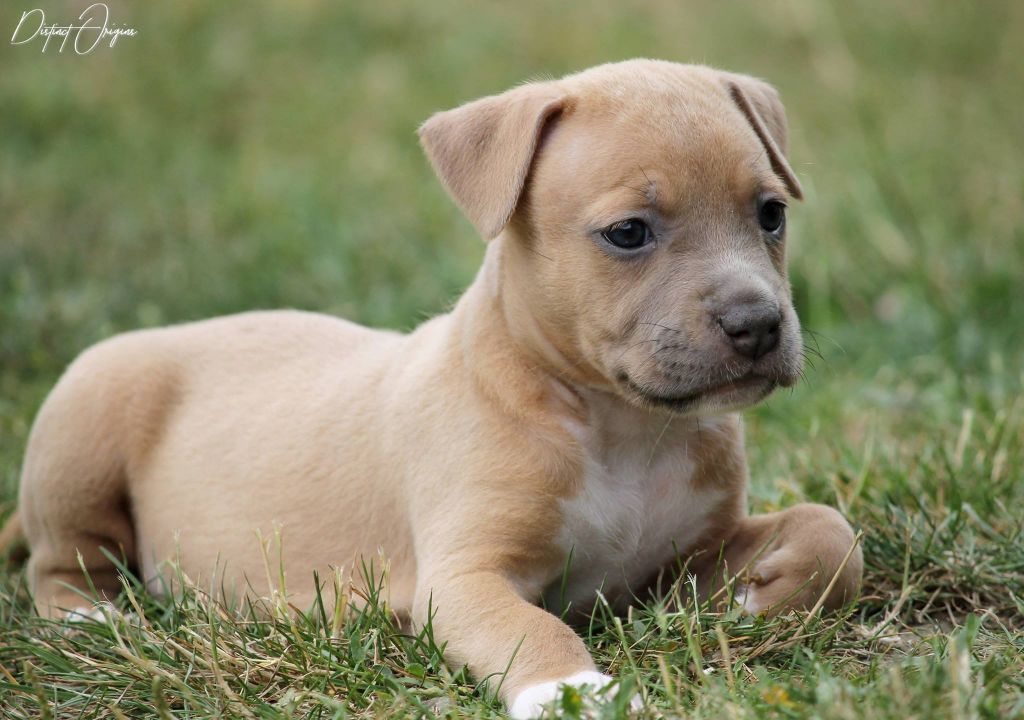 Accueil - Elevage De La Vallée De La Brèche - eleveur de chiens ...