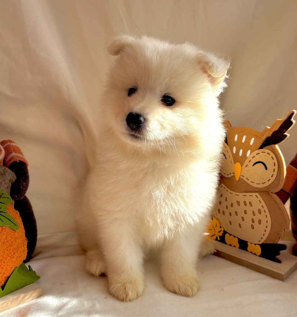 Samoyde Chiot Vendre