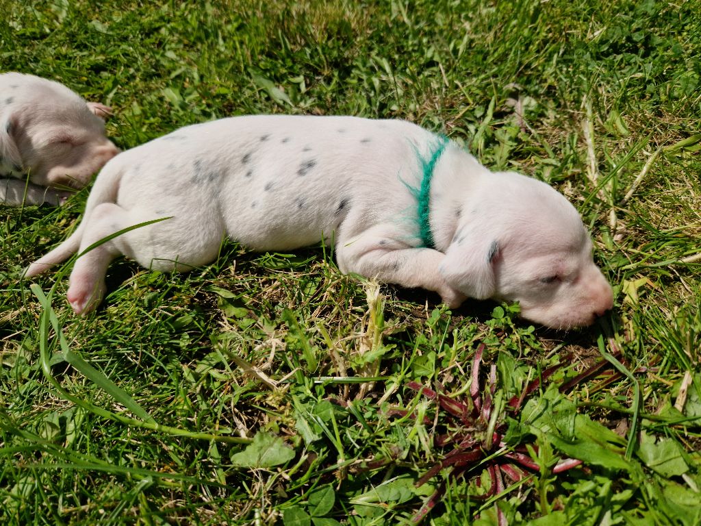 Chiot Dalmatien - CHIOT United Friends