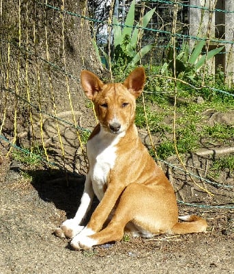 Chiot Basenji Vendre