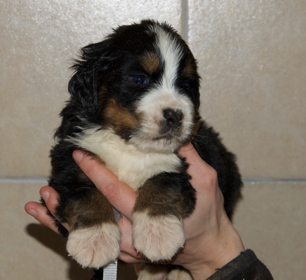 Chiots de la race Bouvier bernois disponibles sur chiots-de-france