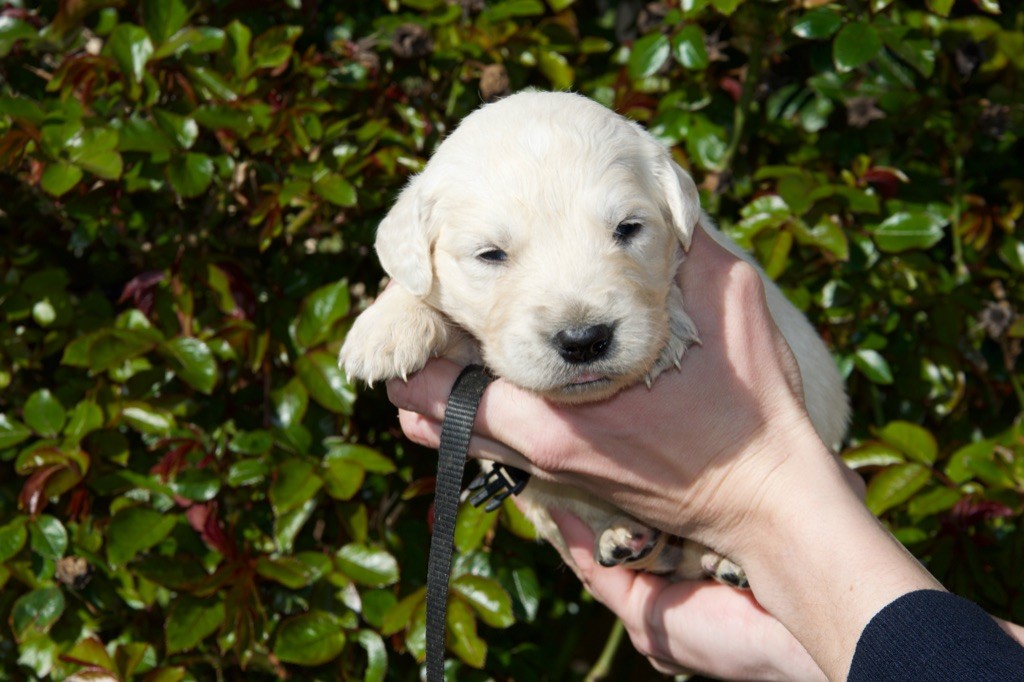 Chiot Golden Retriever - Collier noir Du Royaume De Goldie