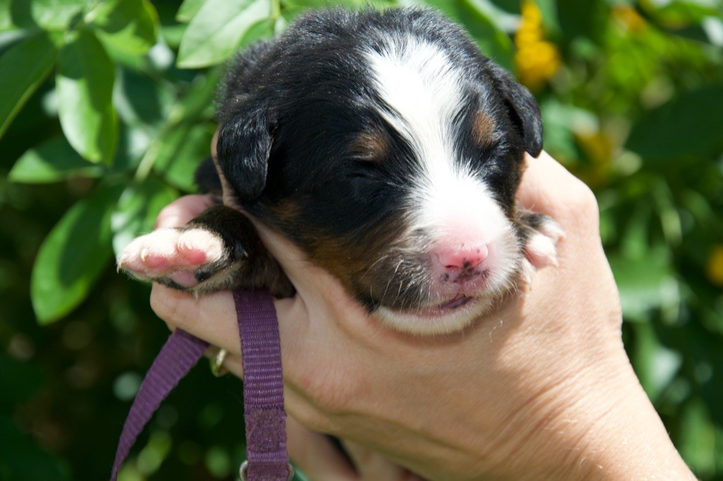 Chiot Bouvier Bernois - Collier violet Du Royaume De Goldie