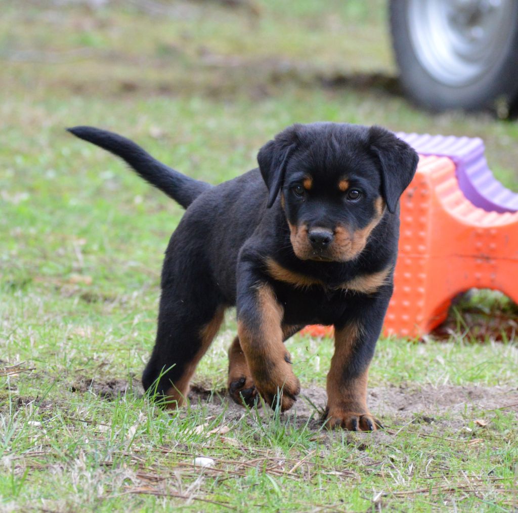 Accueil - Elevage Du Clos De La Citadelle - eleveur de chiens Rottweiler