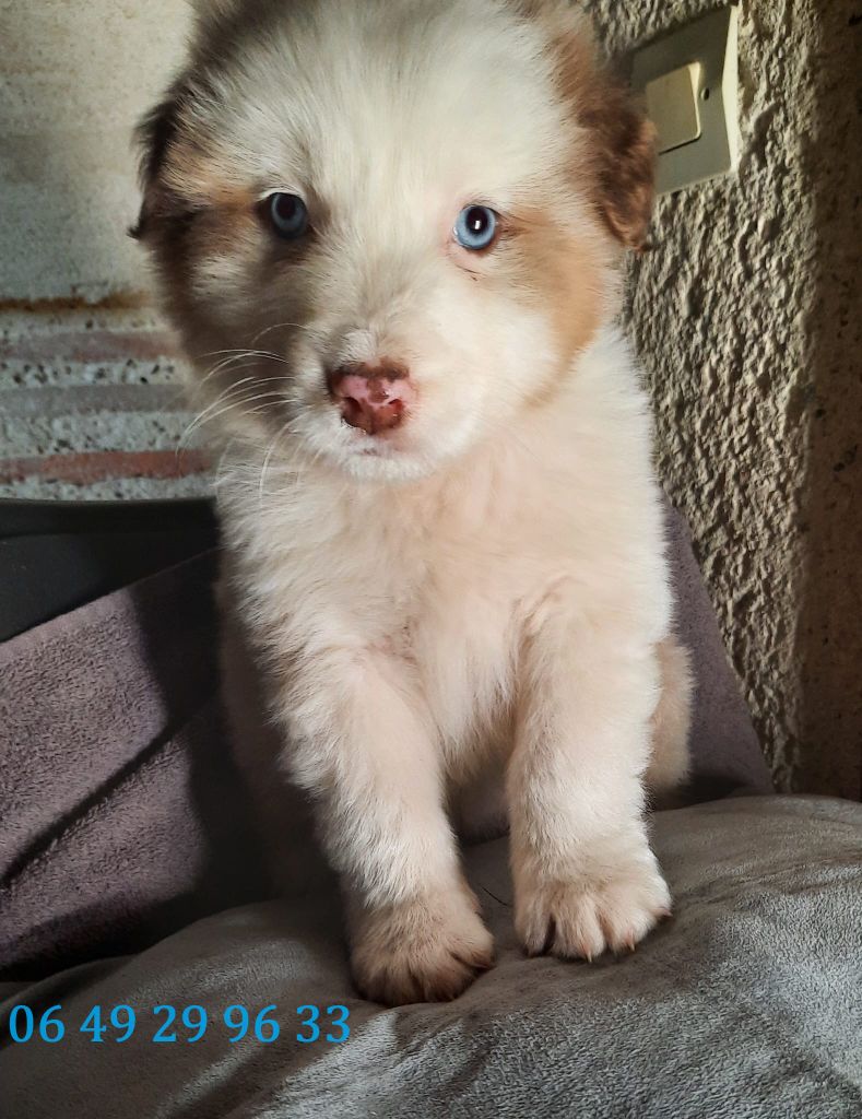 Chiot Berger Australien - Vortex rouge merle tricolore yeux bleus Qc de ...