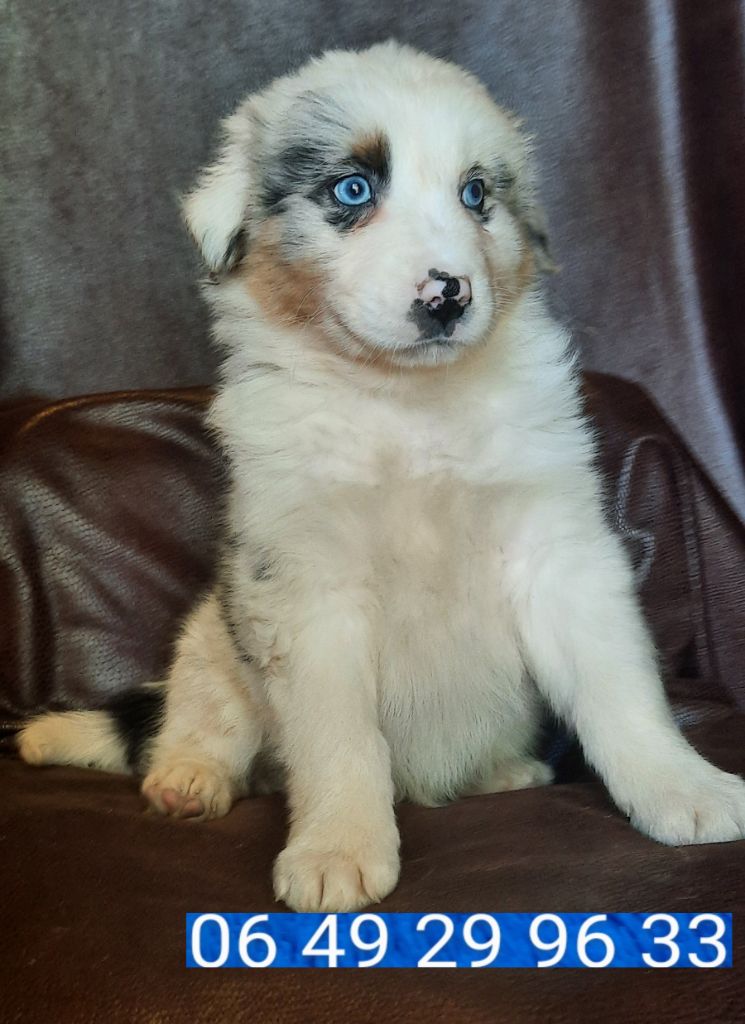 Chiot Berger Australien - 6 Uriaz-Golden-Lady de gens de garonne