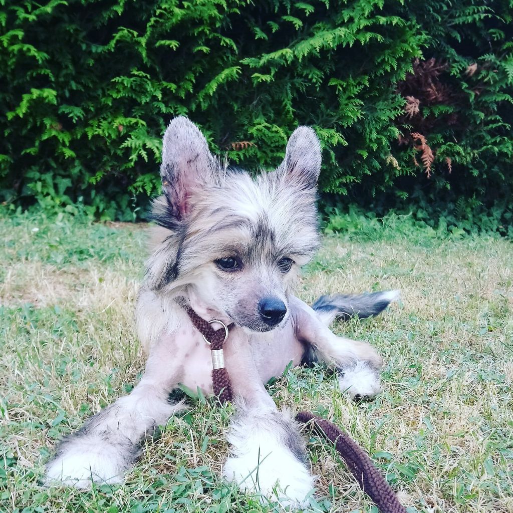 Chiot - Elevage of the vixens tales - eleveur de chiens Chien chinois à ...