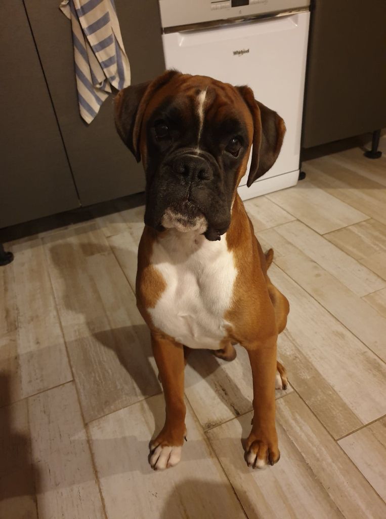 Chien Boxer Ouper De La Vallée Des Borderies