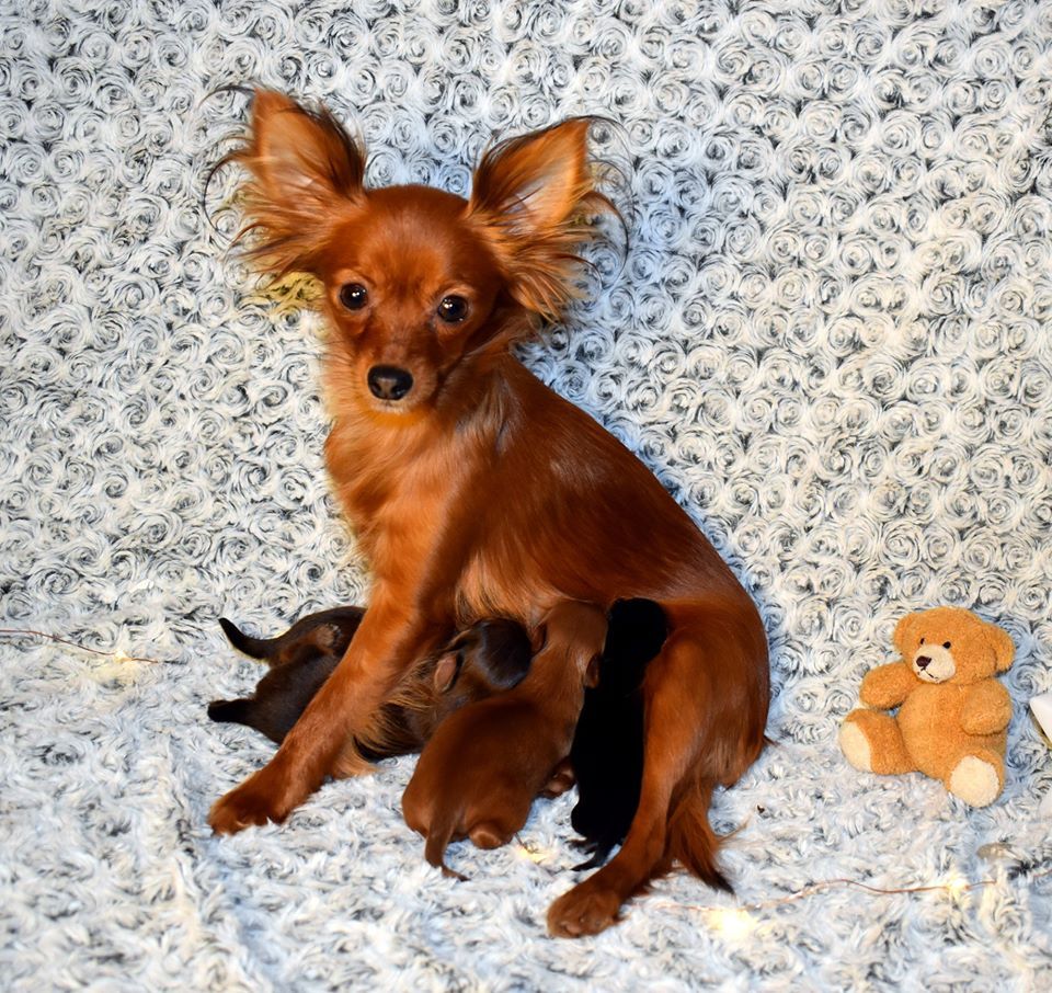 Chiot - Elevage Petit Russe - eleveur de chiens Russkiy Toy (Petit ...