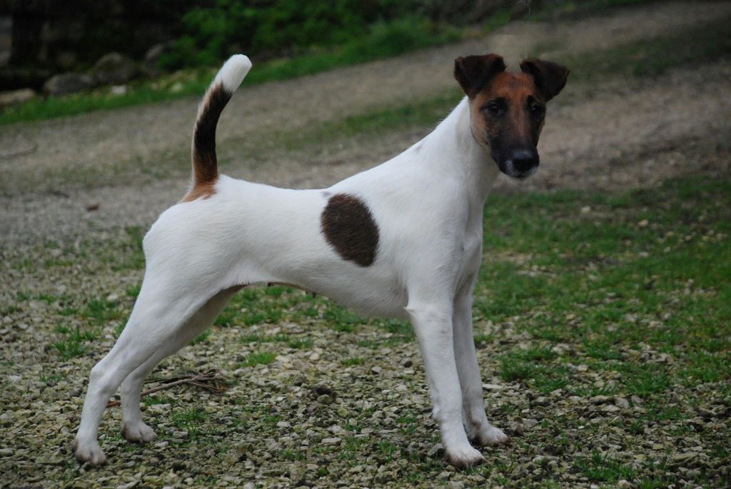 Accueil - Elevage Fox Rebell - eleveur de chiens Fox Terrier Poil lisse