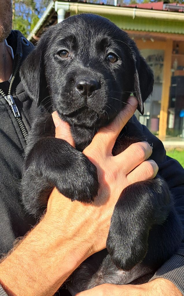 Chiot Labrador Retriever - Austine (ruban doré) of Mayajoe's Dreams