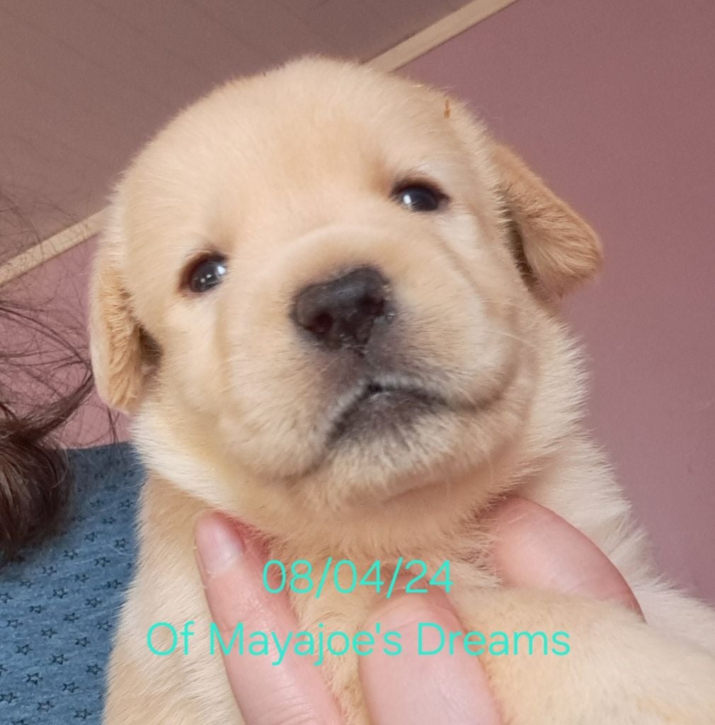 Chiot Labrador Retriever - Vanina (ruban doré) of Mayajoe's Dreams