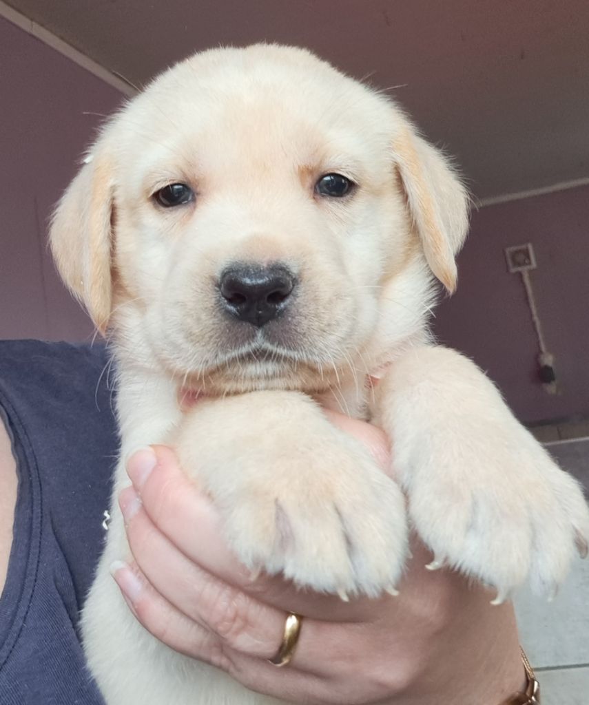 Chiot Labrador Retriever - Viktor (blanc) of Mayajoe's Dreams