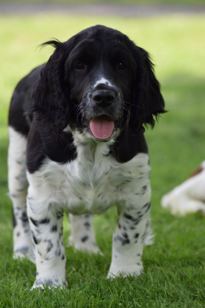 Chiots de la race English Springer Spaniel disponibles sur chiots-de-france