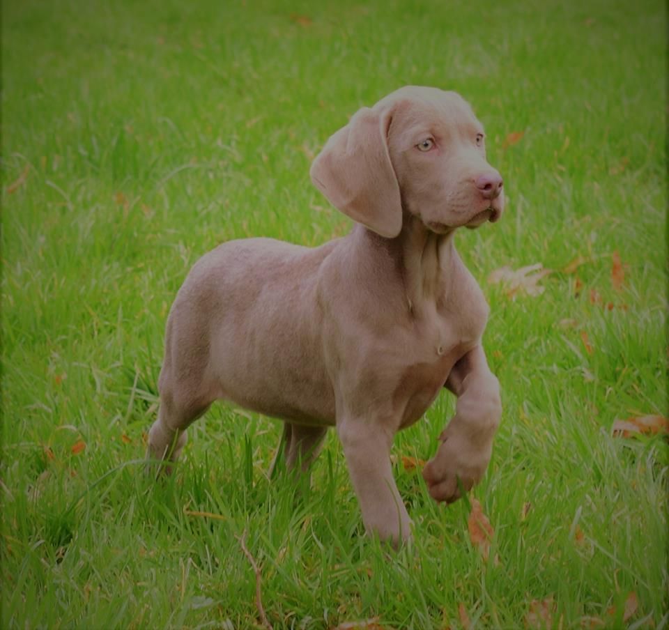 Accueil - Elevage De beaudribos - eleveur de chiens Braque de Weimar