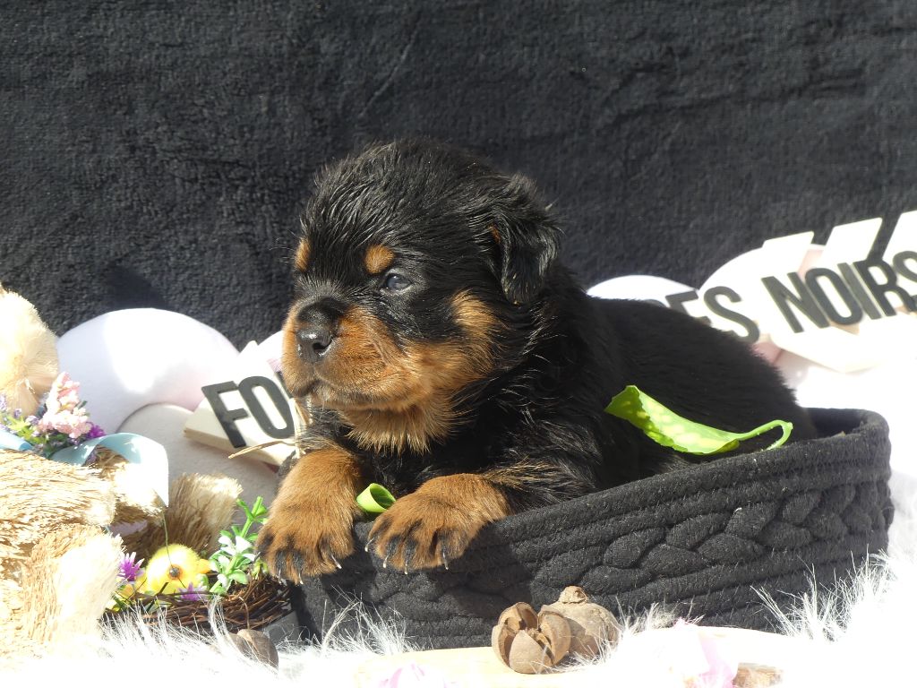 Chiot Rottweiler - CHIOT De La Force Des Mages Noirs