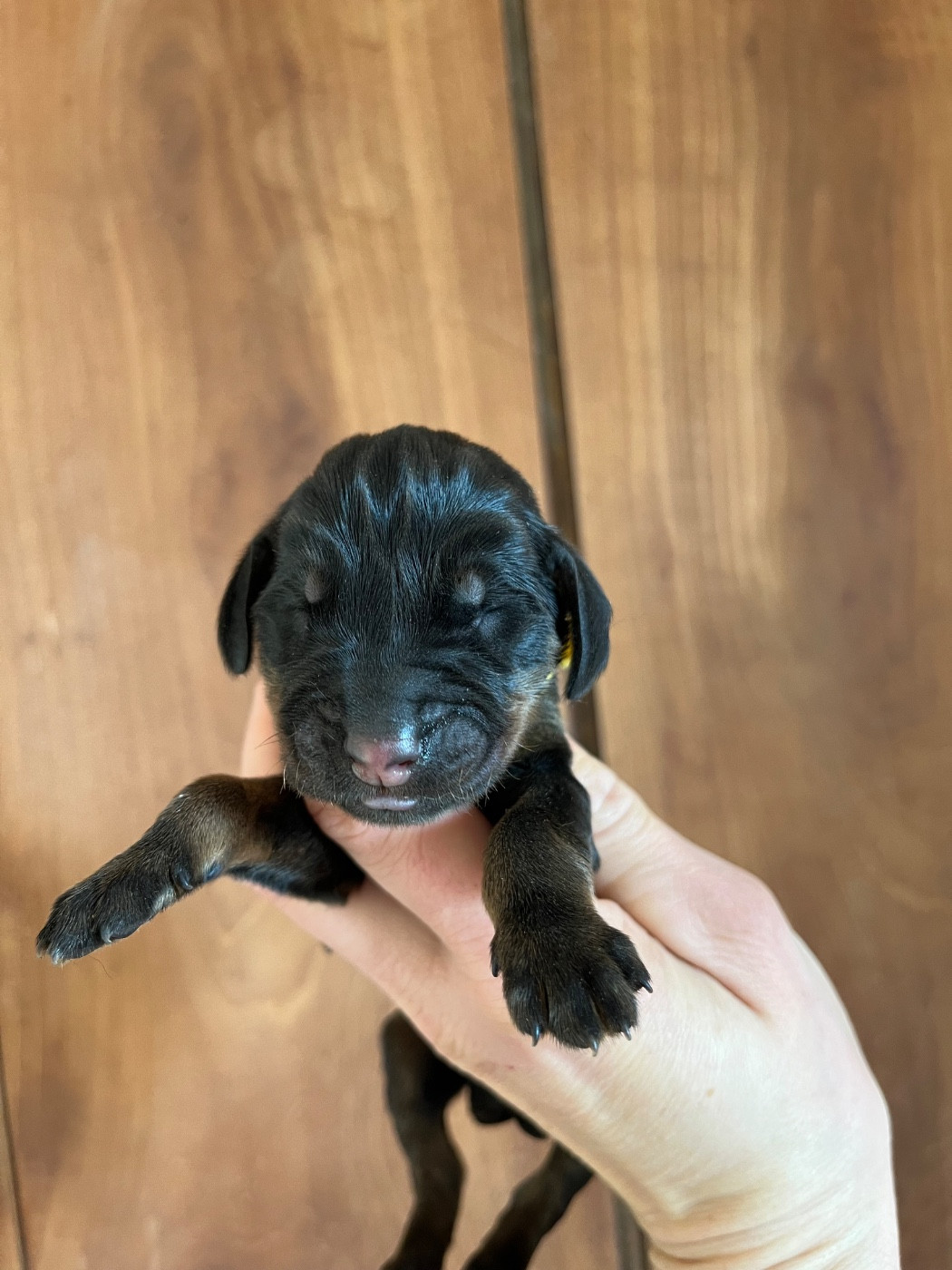 Chiot Chien noir et feu pour la chasse au raton laveur - Mâle jaune Des ...