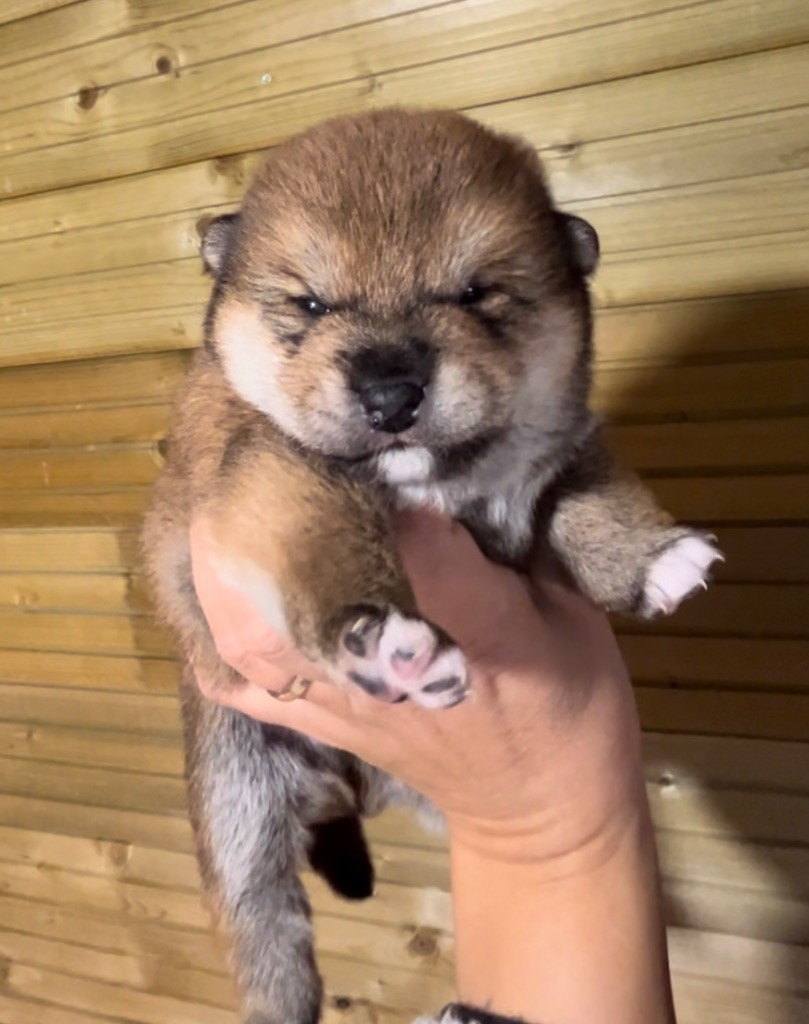 Chiot Shiba - Mâle Roux Nippon’ai