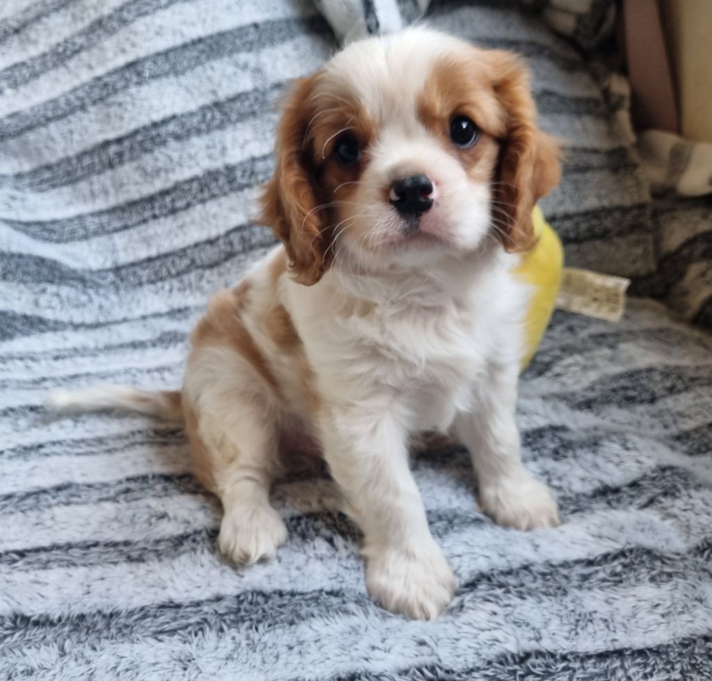 Chiot Cavalier King Charles Spaniel - CHIOT 1 Du Petit Brillouard