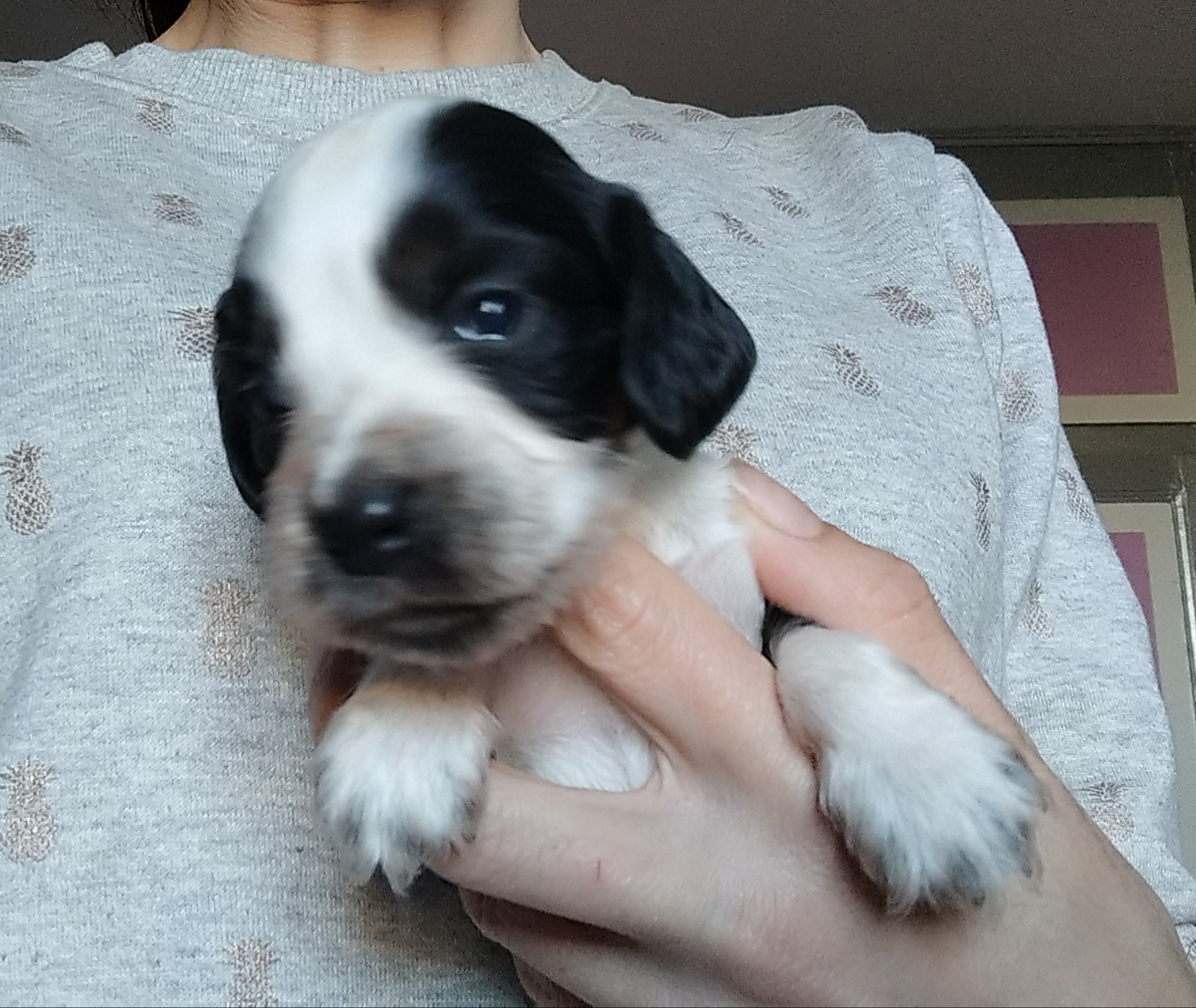 Chiot Cocker Spaniel Anglais - CHIOT 1 Of Kim And Co