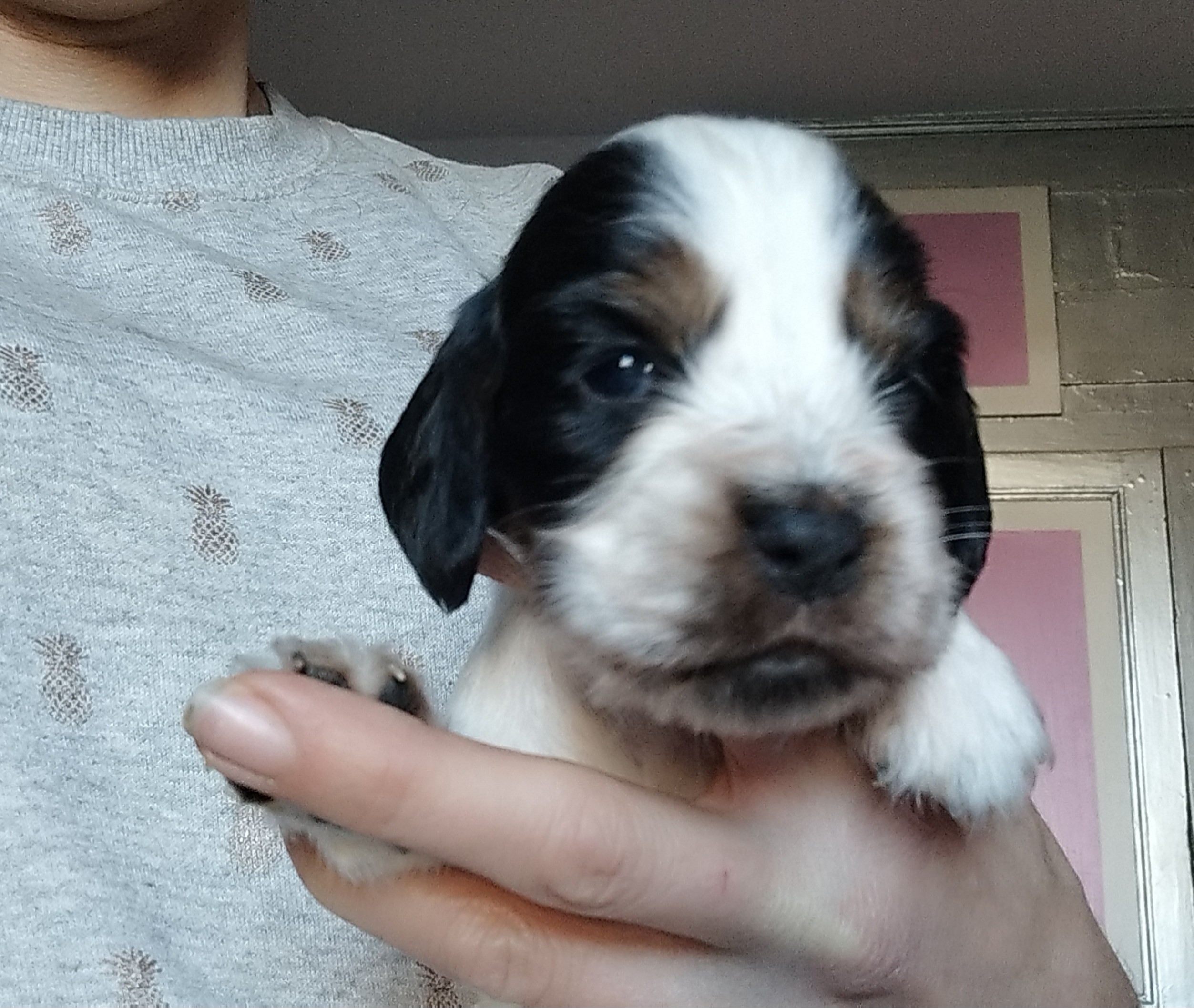 Chiot Cocker Spaniel Anglais - CHIOT 5 Of Kim And Co