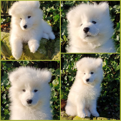 Chiots de race Samoyède LOF à vendre en France