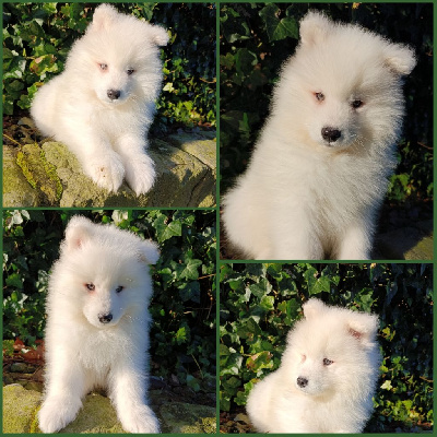 Chiots de race Samoyède LOF à vendre en France