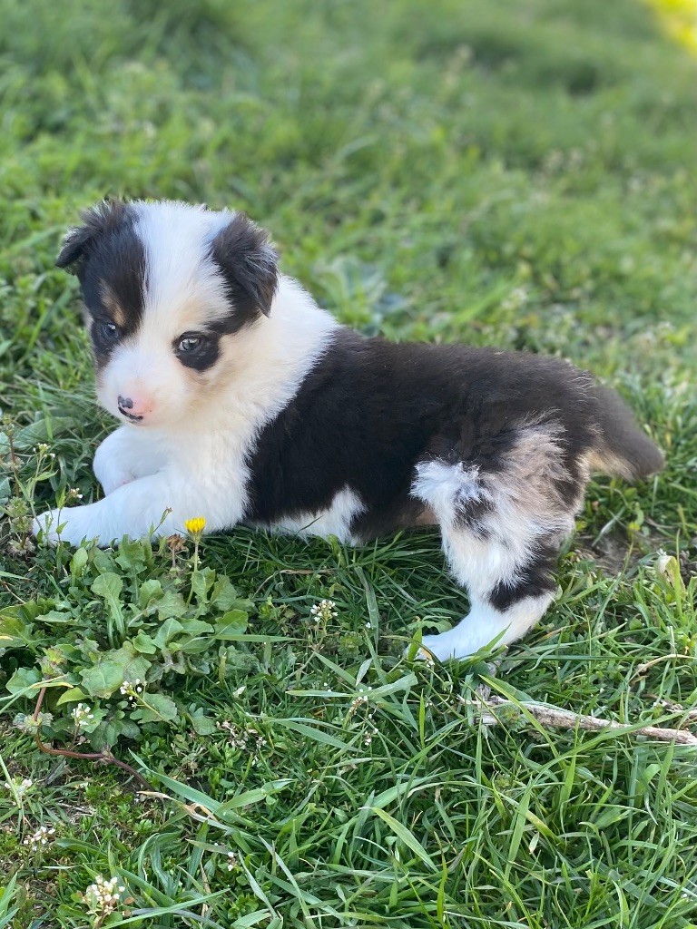 Chiot Border Collie - CHIOT De L'Hubac De Lange
