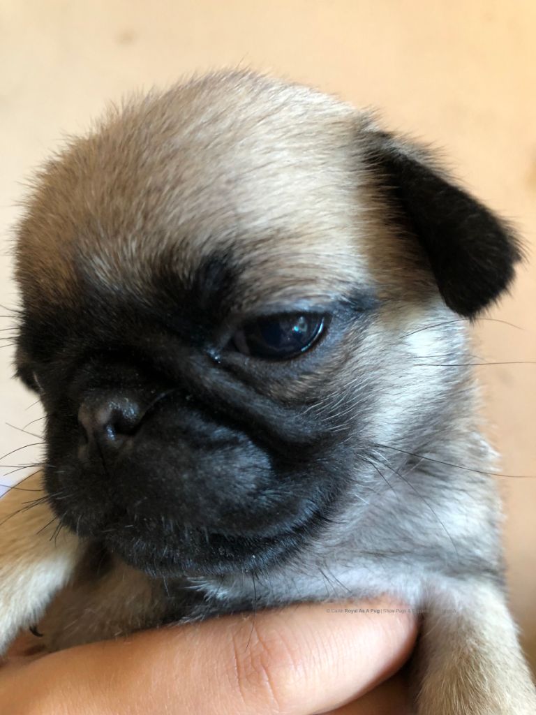 Photo - Chiot Carlin | Elevage Carlin | Royal As A Pug | Show Pugs ...