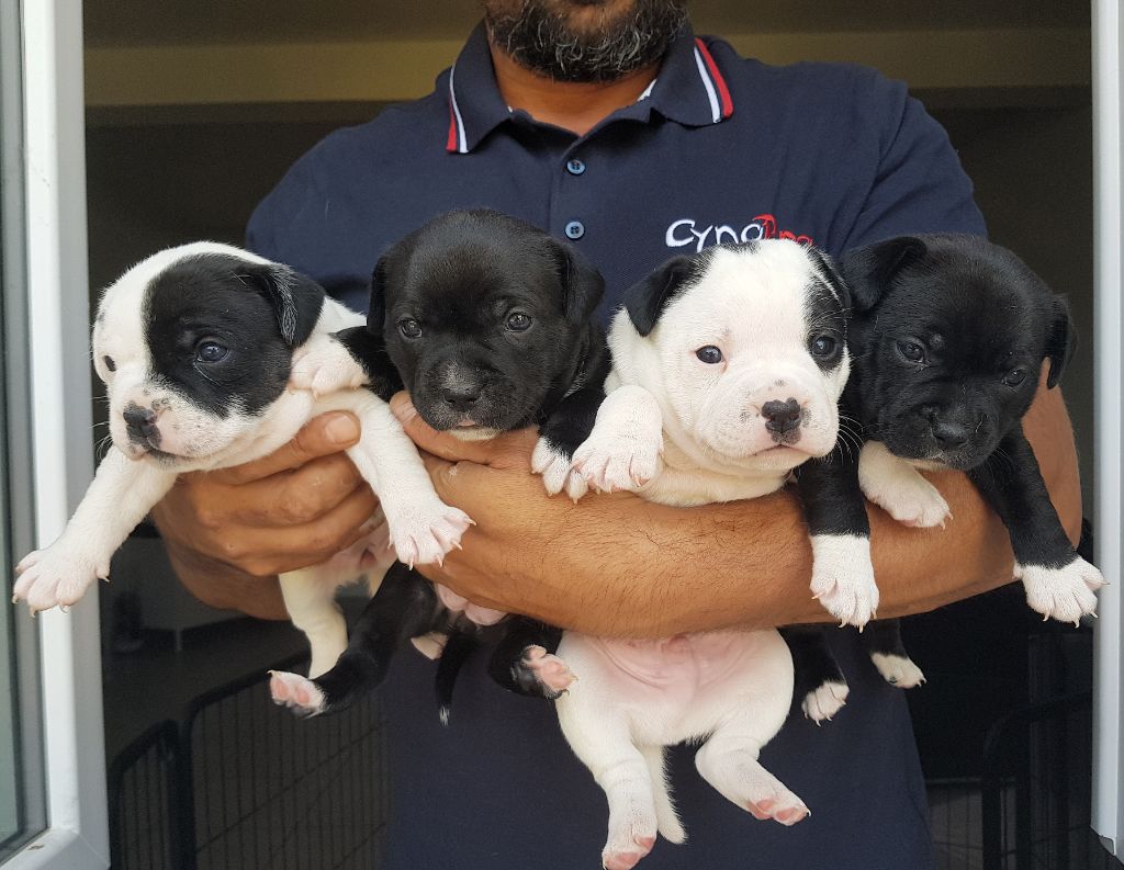 Accueil - Elevage Killy'rena - eleveur de chiens Staffordshire Bull Terrier