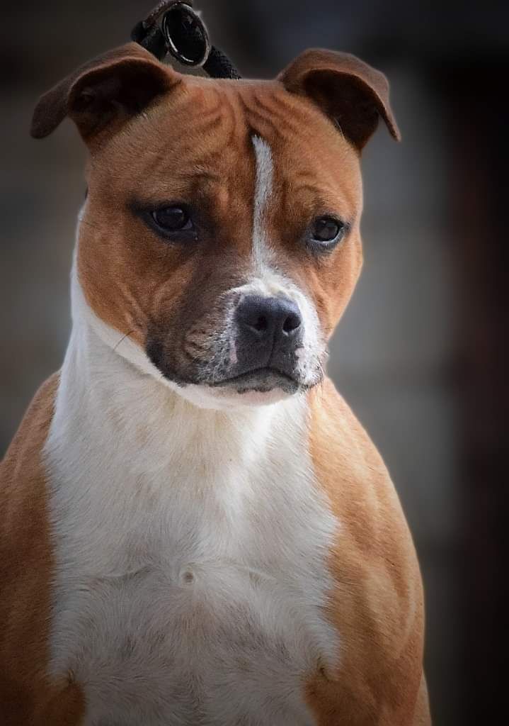 Accueil - Elevage Killy'rena - eleveur de chiens Staffordshire Bull Terrier
