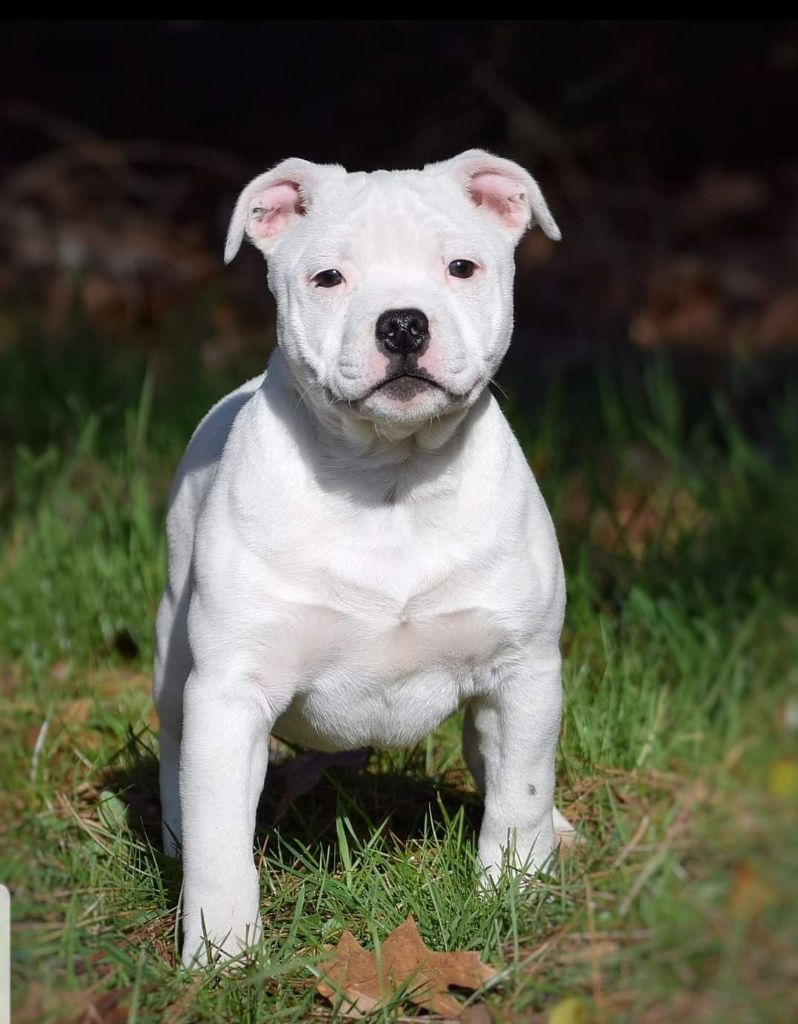 Accueil - Elevage Killy'rena - eleveur de chiens Staffordshire Bull Terrier