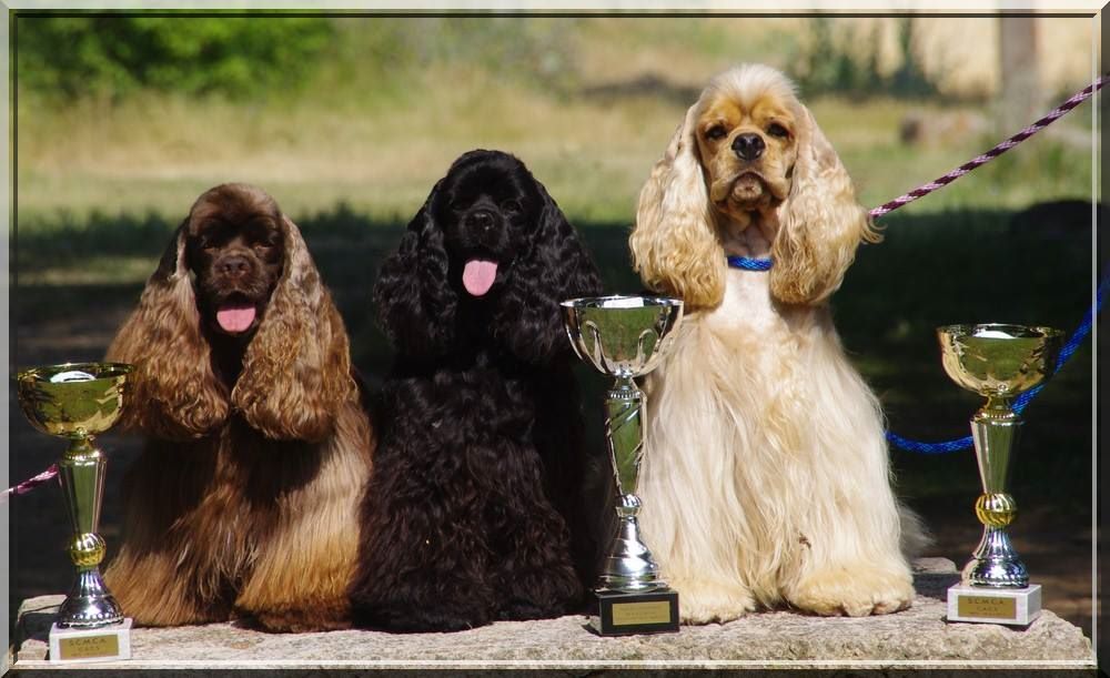 Accueil - Elevage Very Sweet - eleveur de chiens American Cocker Spaniel