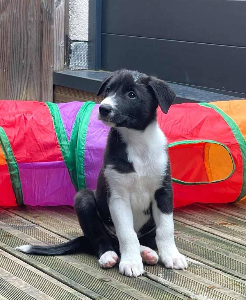Chiot Border Collie - Mâle Bleu Ciel Sparkling Stardust