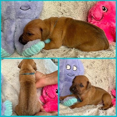 Chiot Rhodesian Ridgeback - Miss lemon Zubayka Amani